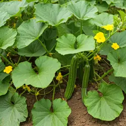 Diaskia – Diascia: jak prawidłowo sadzić i uprawiać